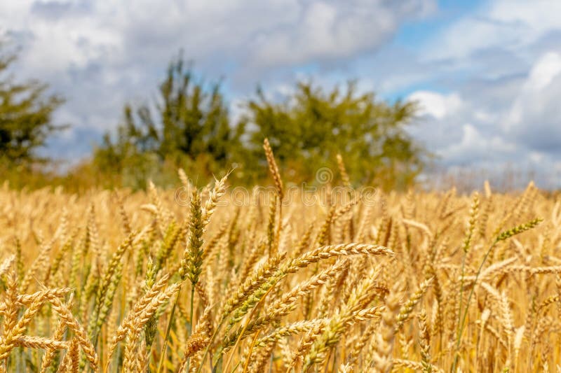 Yellow Wheat Field with Ripe Ears and Trees and Sky in the Distance ...