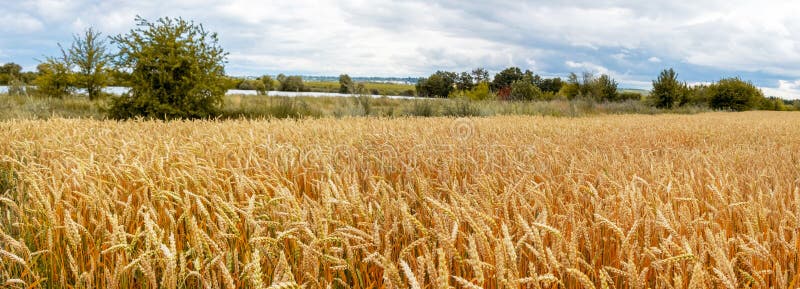 Yellow Wheat Field with Ripe Ears and Trees and Sky in the Distance ...