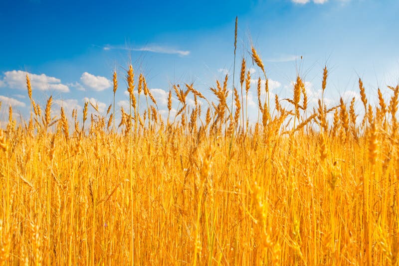 Yellow Wheat Field Against the Blue Sky. Stock Photo - Image of nature ...