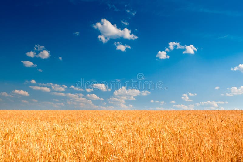Yellow Wheat Field Against the Blue Sky. Stock Photo - Image of nature ...