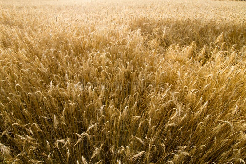 Yellow wheat field stock photo. Image of bread, farm - 74661168