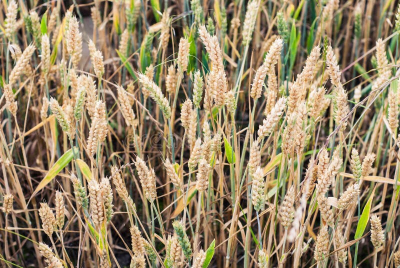 Yellow Wheat Growing in a Farm Field Stock Image - Image of corn, cloud ...