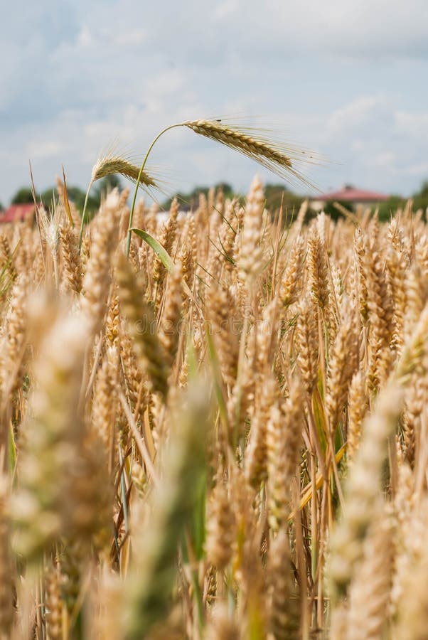 Yellow Wheat Growing in a Farm Field Stock Photo - Image of countryside ...