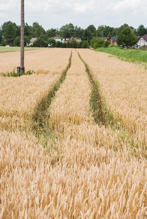 Yellow Wheat Growing in a Farm Field Stock Image - Image of crop ...