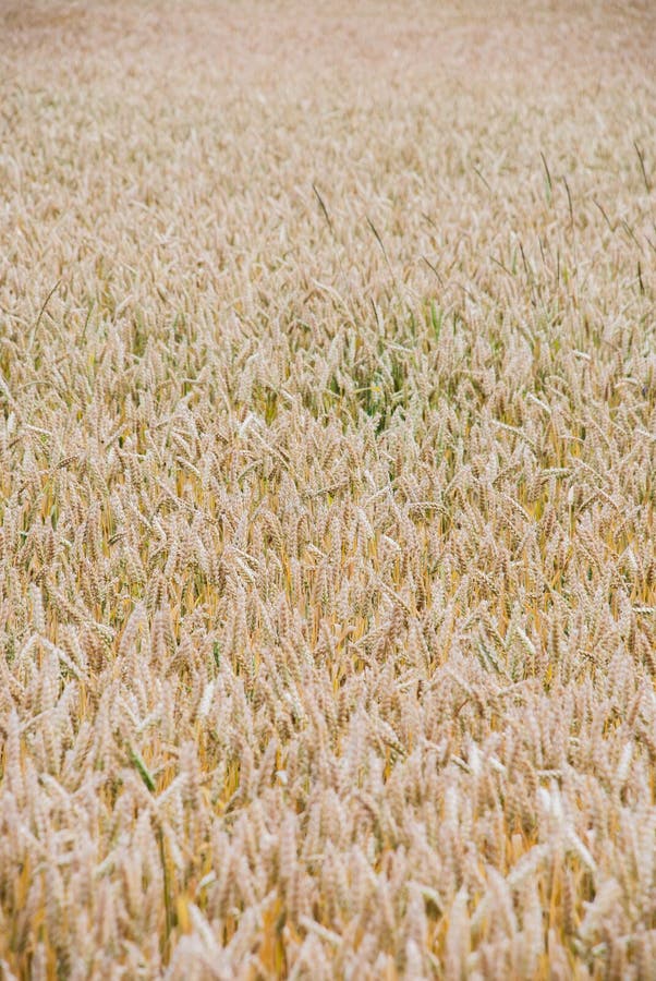 Yellow Wheat Growing in a Farm Field Stock Image - Image of farmland ...