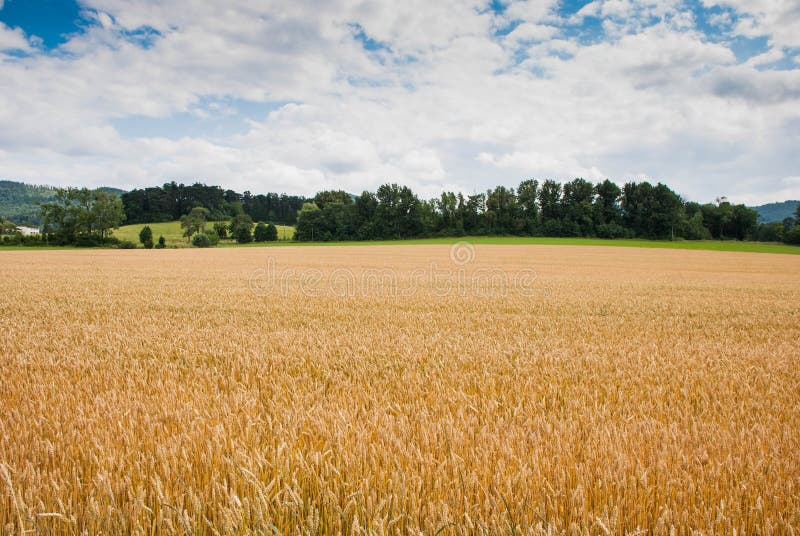 Yellow Wheat Growing in a Farm Field Stock Image - Image of seed, plant ...