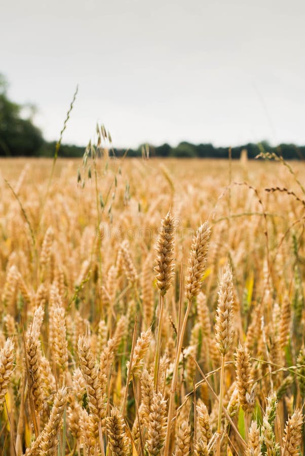 Yellow Wheat Growing in a Farm Field Stock Image - Image of scene ...
