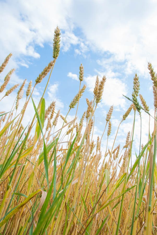 Yellow Wheat Growing in a Farm Field Stock Image - Image of wheat ...