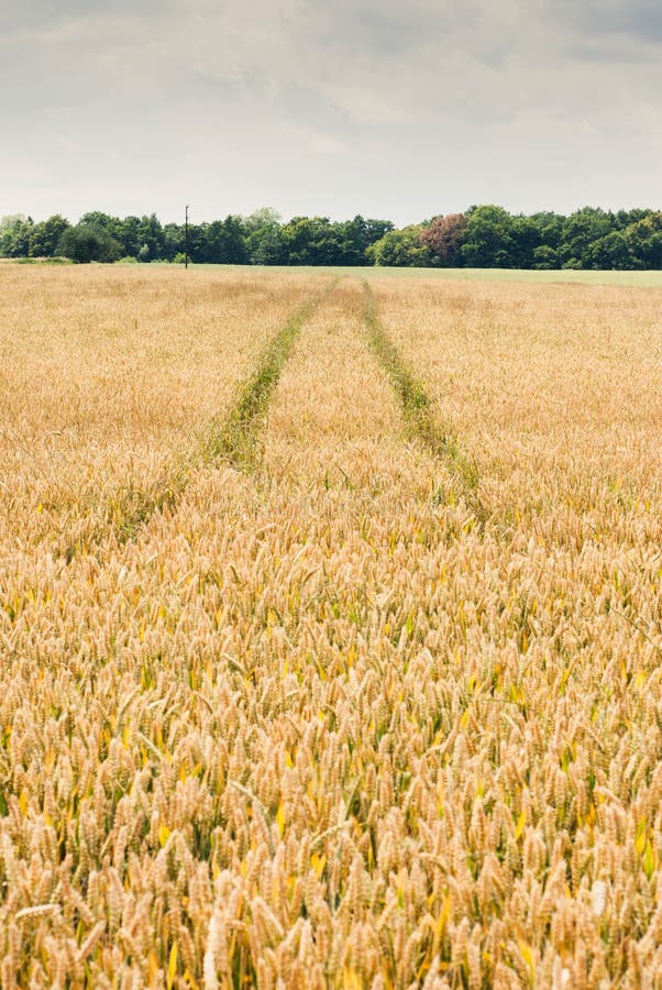 Yellow Wheat Growing in a Farm Field Stock Image - Image of farm ...