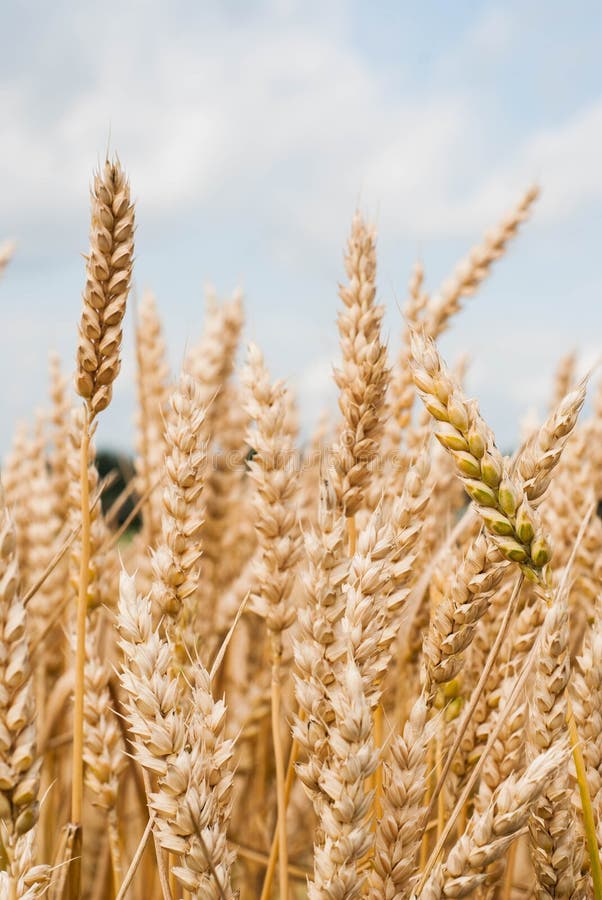 Yellow Wheat Growing in a Farm Field Stock Image - Image of golden ...