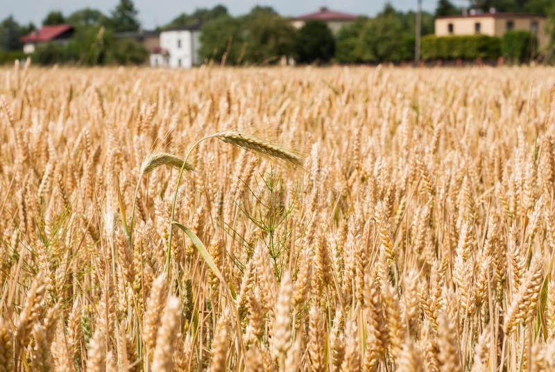 Yellow Wheat Growing in a Farm Field Stock Image - Image of grain ...