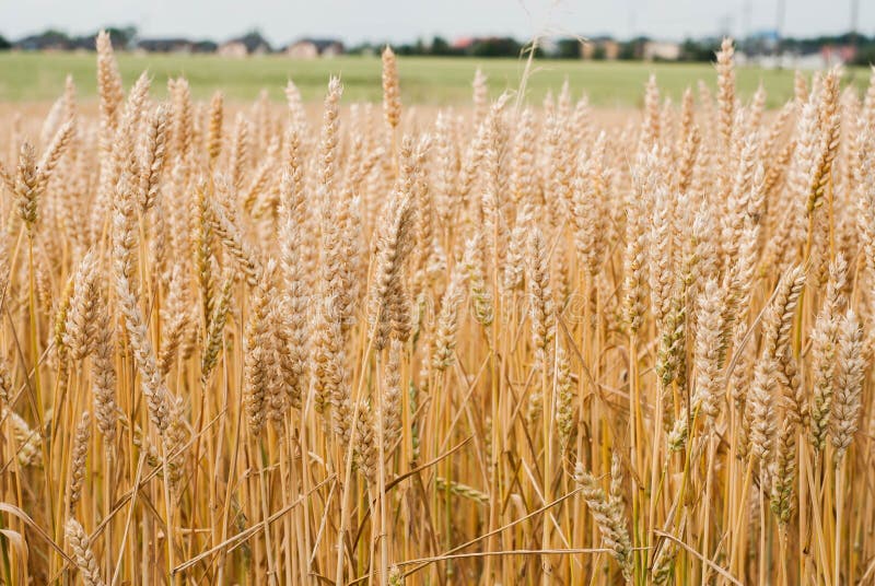 Yellow Wheat Growing in a Farm Field Stock Photo - Image of wheat ...