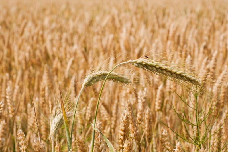 Yellow Wheat Growing in a Farm Field Stock Photo - Image of land, plant ...