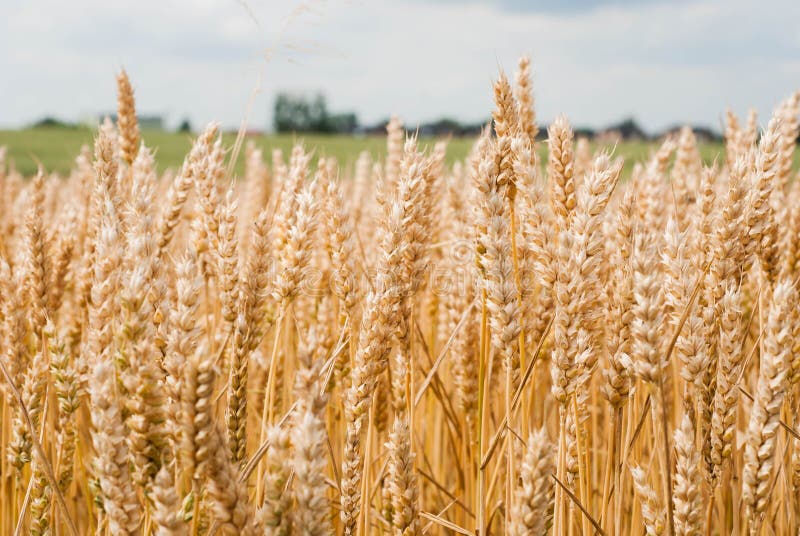 Yellow Wheat Growing in a Farm Field Stock Photo - Image of nature ...