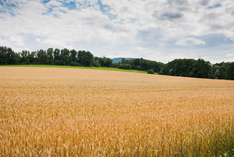 Yellow Wheat Growing in a Farm Field Stock Photo - Image of corn ...