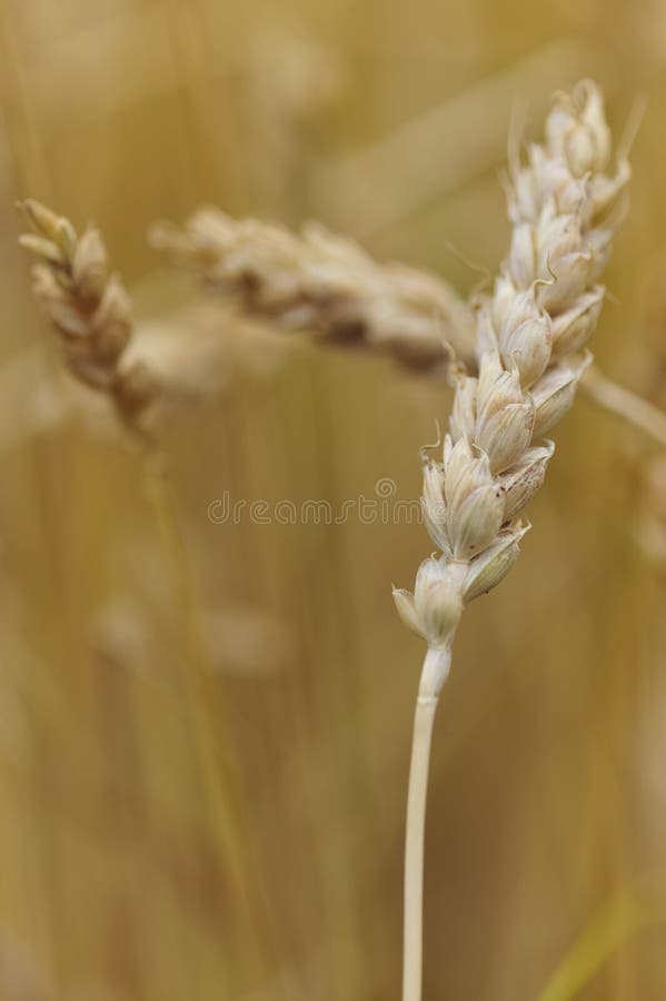 Wheat Head Detail stock photo. Image of texture, produce - 3289368