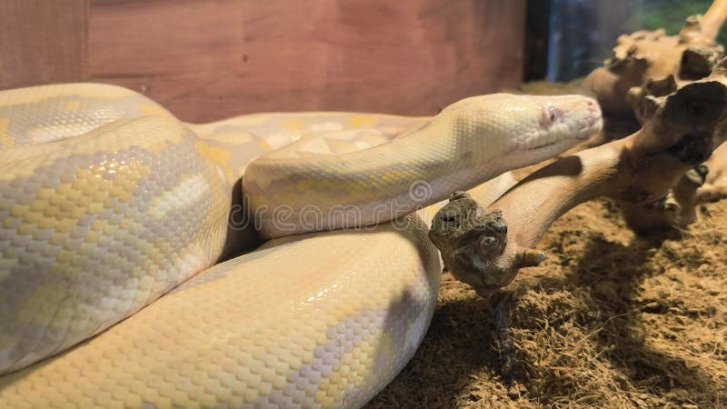 The Yellow and White Burmese Python (Python Bivittatus) Has Beautiful. Stock Video - Video of ...