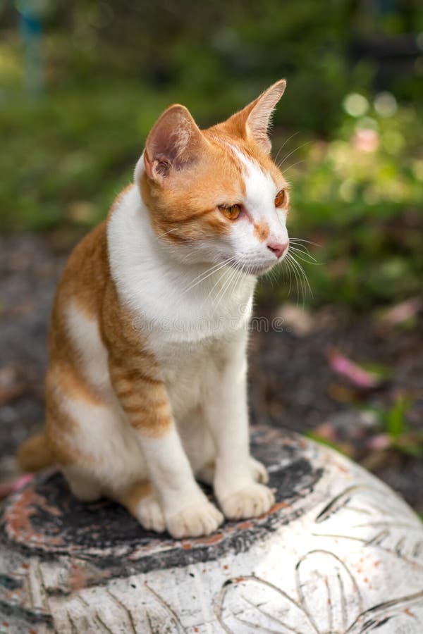 Cat Yellow and White Wooden Stand Near the Door. Stock Photo - Image of ...