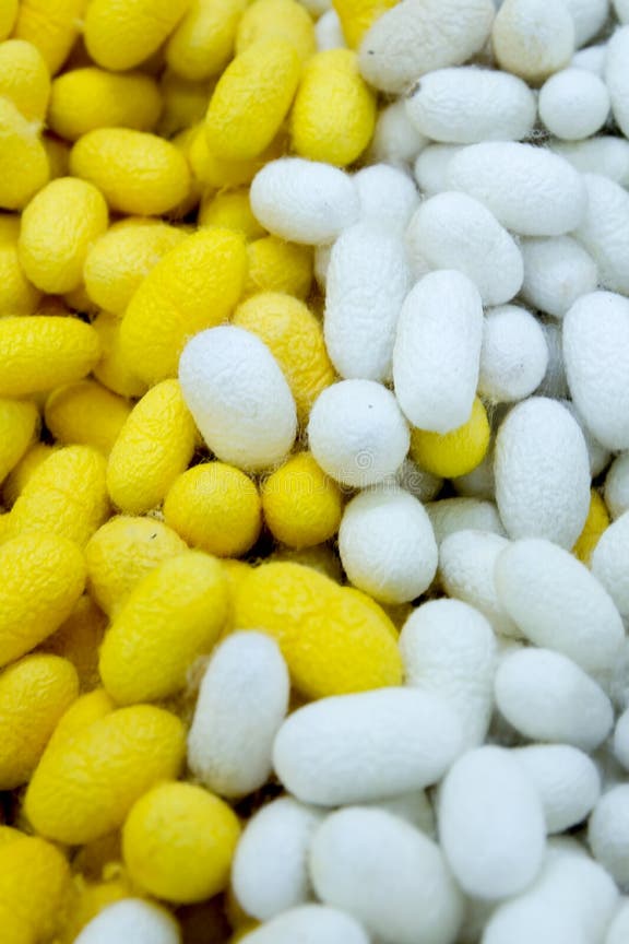 Yellow and White cocoon stock image. Image of yellow - 36785291