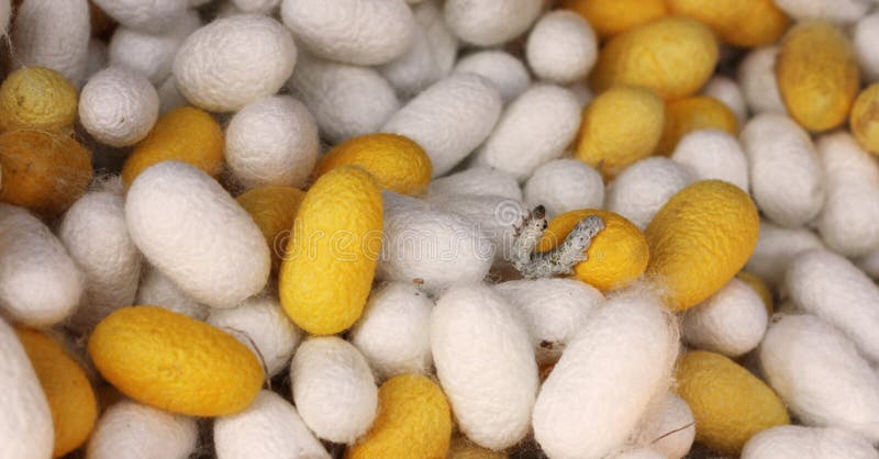 Yellow and White Cocoon Silkworm Stock Image - Image of closeup ...