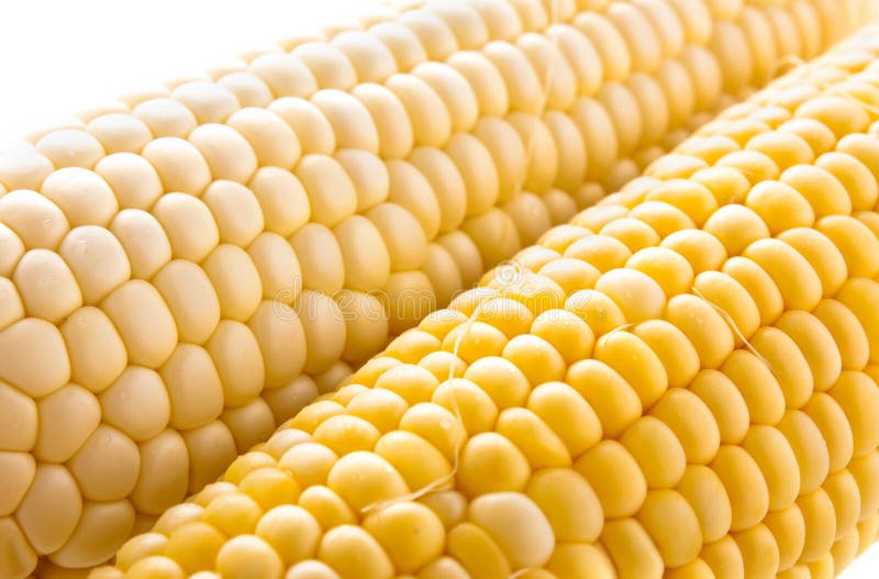 Yellow and white corn stock photo. Image of close, health - 12643856