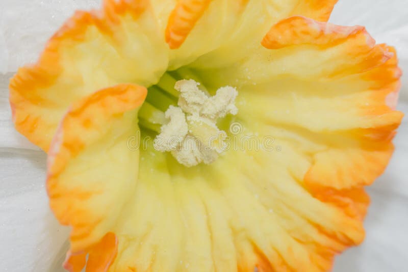 Yellow White Daffodil stock photo. Image of shape, bright - 54091704 Yellow White Daffodil stock photo. Image of shape, bright - 54091704