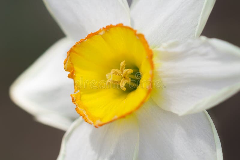 Yellow White Daffodil stock photo. Image of shape, daffadowndilly ... Yellow White Daffodil stock photo. Image of shape, daffadowndilly ...