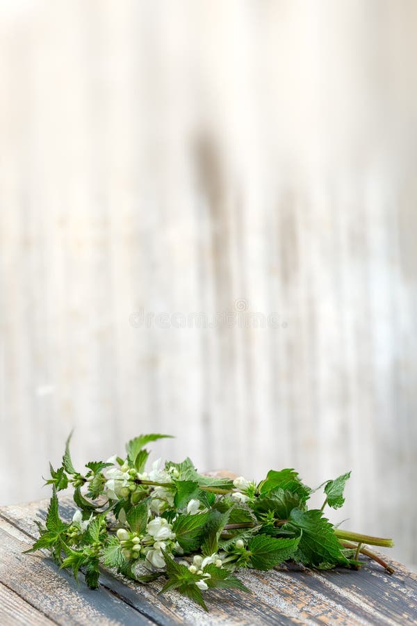 Yellow White Dead Nettles on Old Wooden Table. Stock Photo - Image of ...