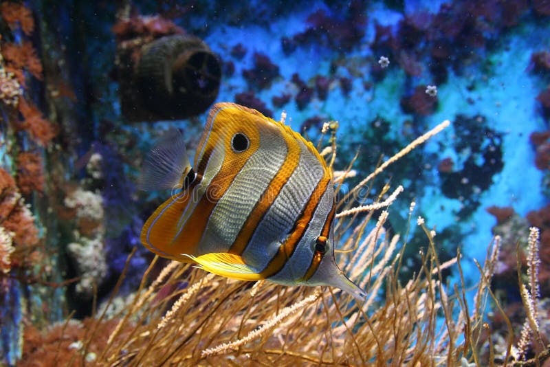 Yellow and white fish stock image. Image of dark, dish - 1388355