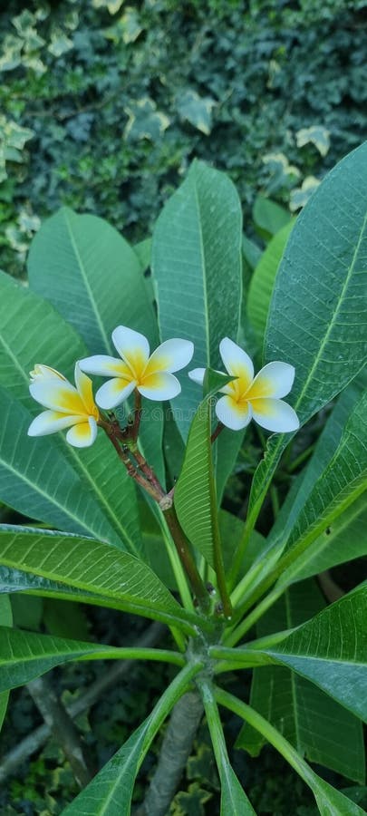 Yellow Fliwer Stock Photos - Free & Royalty-Free Stock Photos from ...