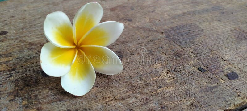 The Yellow White Flower with Six Petals Stock Photo - Image of leaf ...