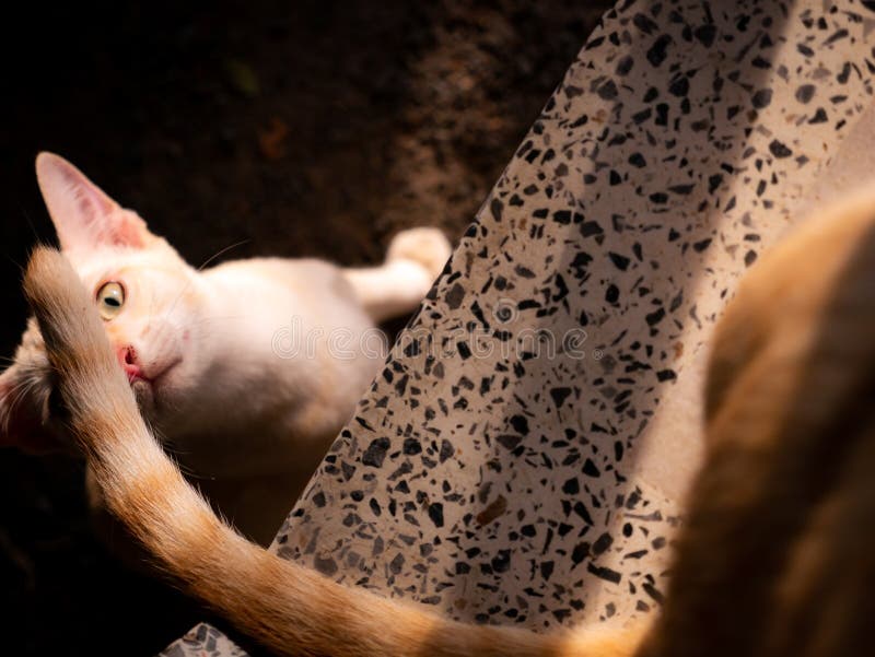 Yellow White Kitten Sniffing the Tail Stock Image - Image of adorable ...