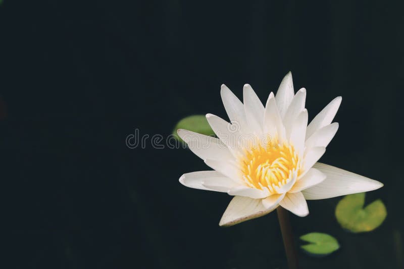 Yellow and White Lotus Blooming in the Morning Light Stock Image ...