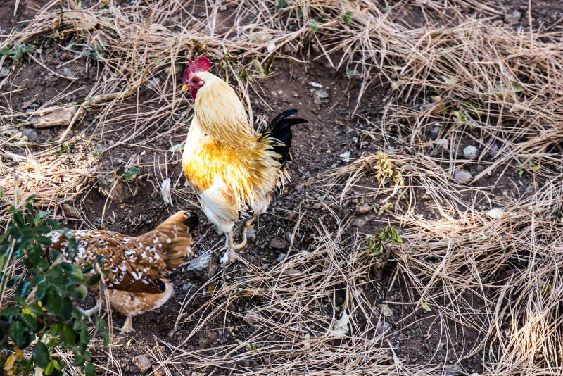 Yellow & White Rooster stock photo. Image of cowl - 107752602