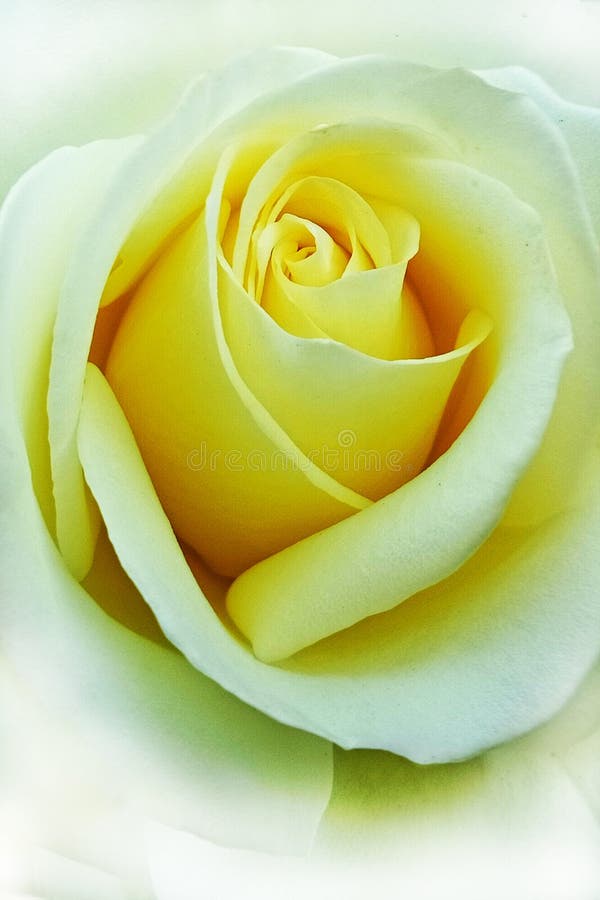 Yellow white rose stock image. Image of stem, bright - 132697613