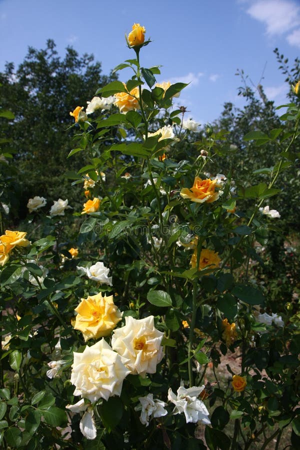 Yellow and white roses stock photo. Image of yellow, botanology - 49204442