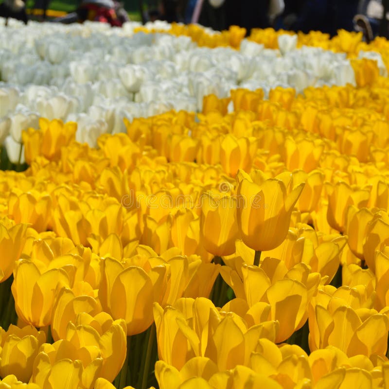 Yellow and White Spectacular Tulips in the Spring Stock Photo - Image ...