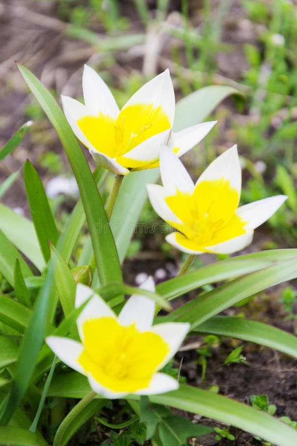 Yellow white small flower stock image. Image of collection - 114522663