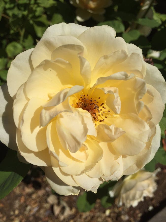 Rose stock photo. Image of white, tiped, middle, rose - 122406658