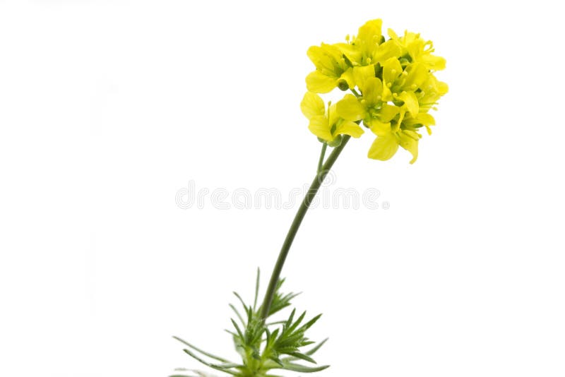 Yellow Whitlowgrass Flower (Draba Aizoides) Stock Image - Image of ...