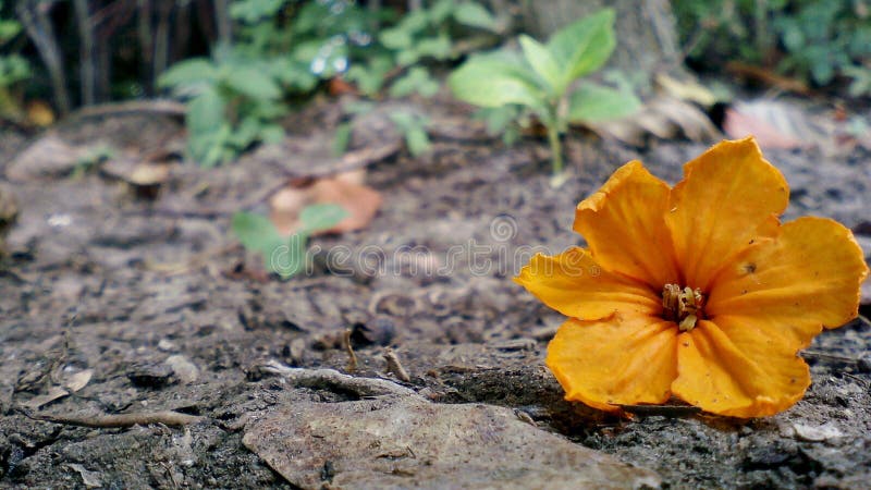 Yellow wild flo stock image. Image of beautiful, nature - 202392019