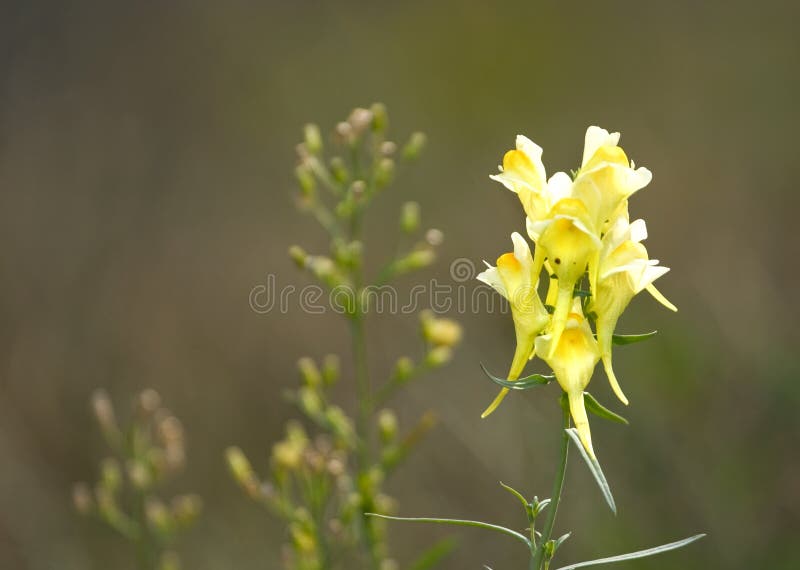 Yellow Wild Flower Picture. Image: 355071