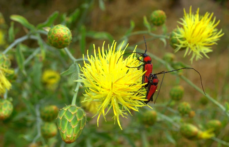 Yellow Wild Flower Insects Stock Image Image Of Green 42630145