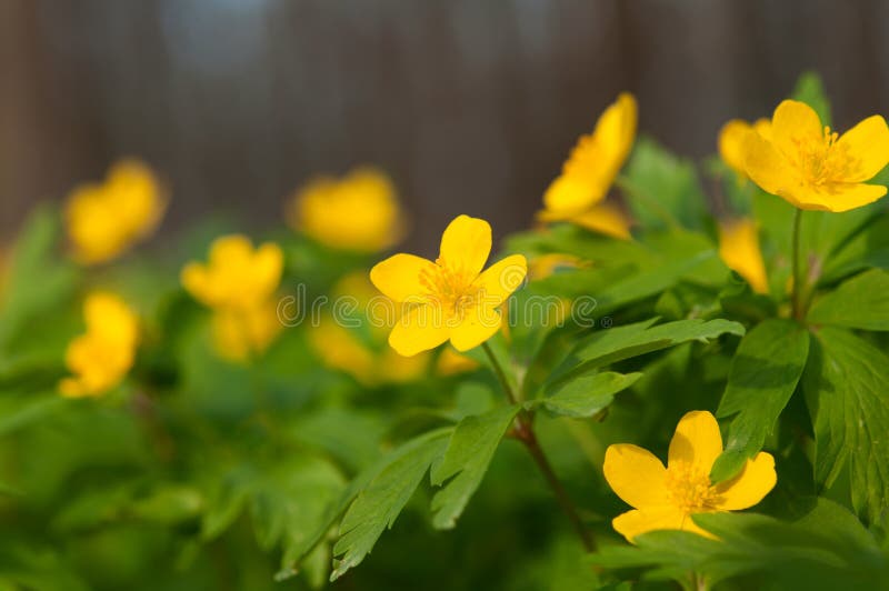 Yellow wild flowers stock image. Image of meadow, macro - 25289563