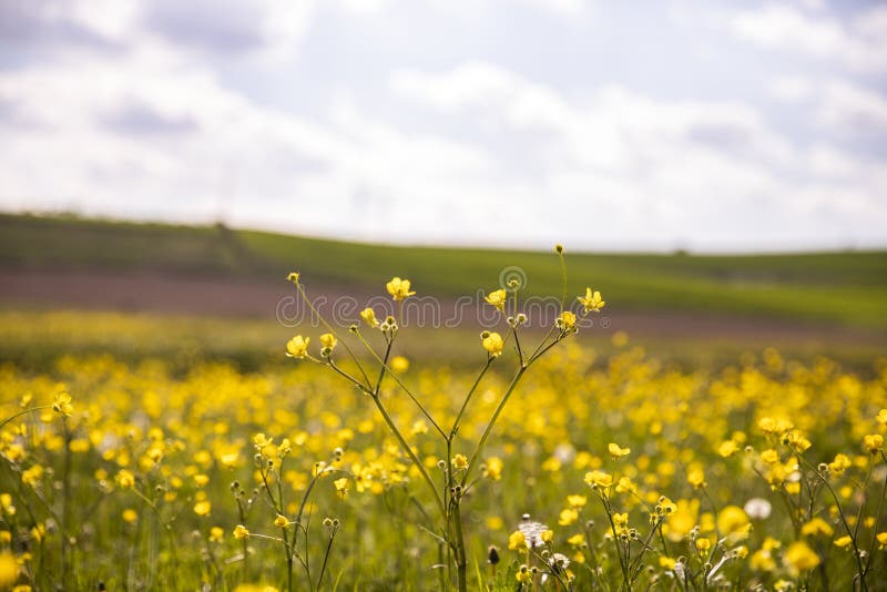 Yellow Wild Flowers Blooming with the New Spring and Nature Scenery ...
