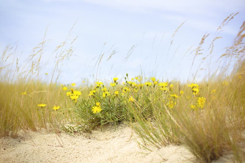 Yellow Wild Flowers in the Dead Dunes Stock Photo - Image of lithuania ...