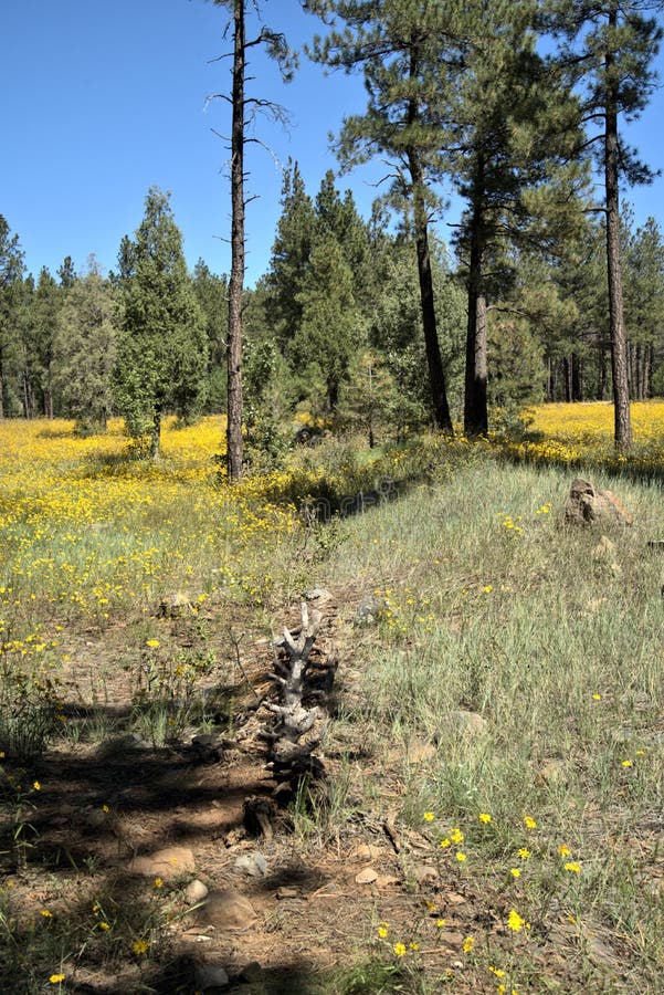 Yellow Wild Flowers Line the Mountain Meadows Stock Image - Image of ...