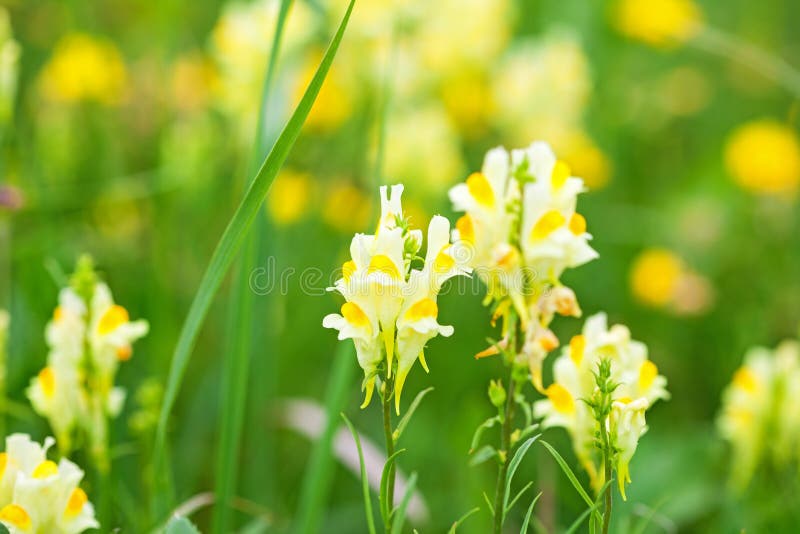 Wild yellow spring flowers stock image. Image of detail - 52739523