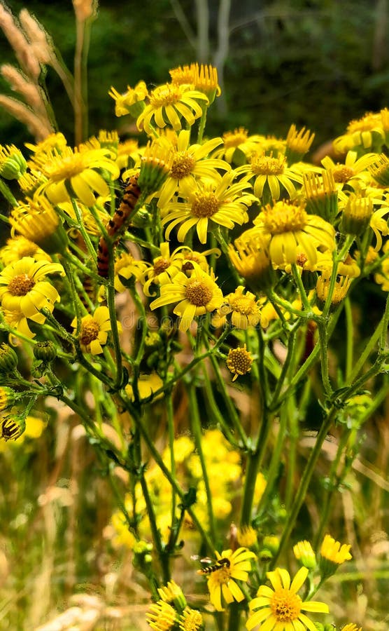 Wild Yellow Flowers Grow In A Spring Field Stock Image - Image of macro ...