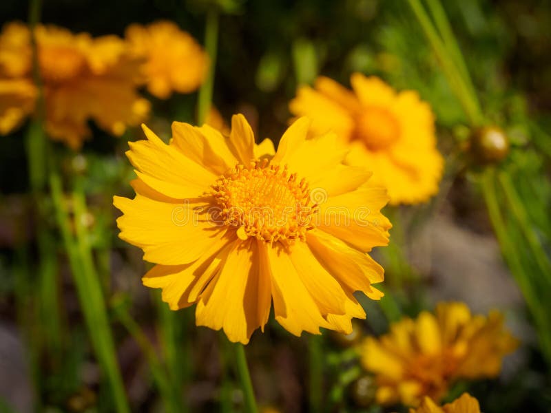 Yellow wild flowers stock image. Image of stripe, floral - 113462685